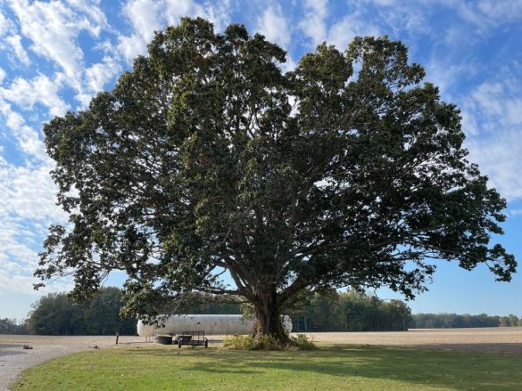 Indiana's tallest tree used to be in Hamilton County. Now it's here ...