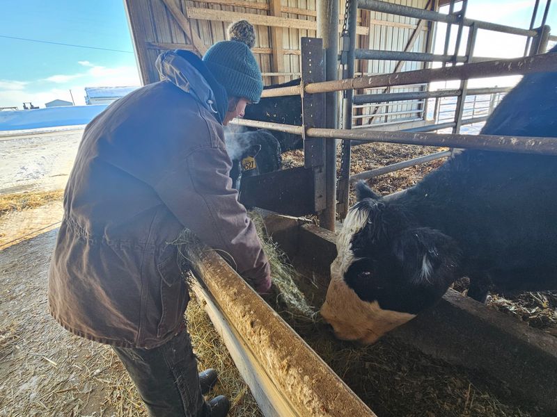 Meet the Purdue students who care for the school's cattle