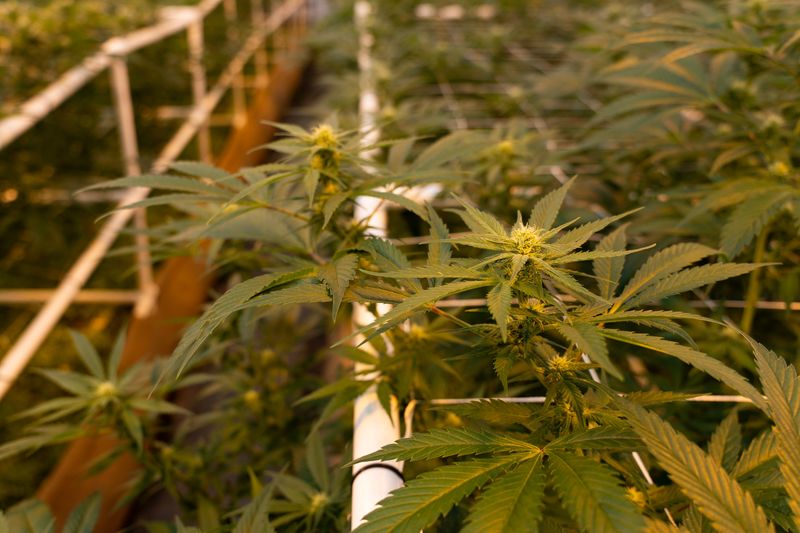 Letter to the editor: Proposed hemp bill would damage legal businesses