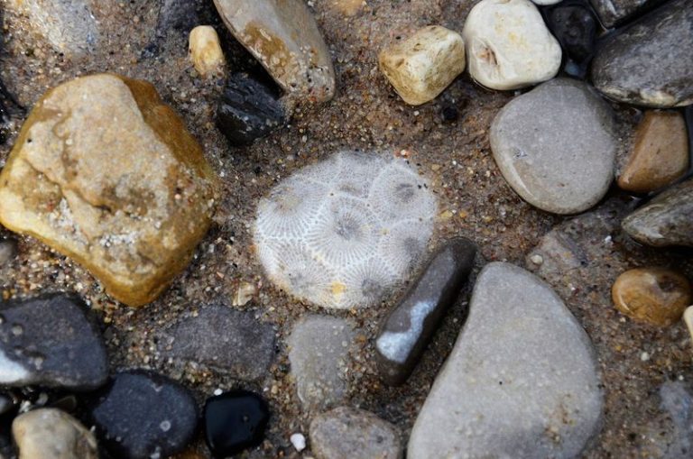 Petoskey stone marks 60th anniversary as Michigan’s state stone