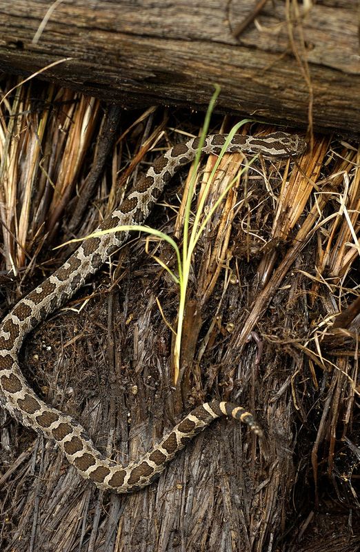 Eastern massasauga rattlesnake gives birth at University of Michigan ...