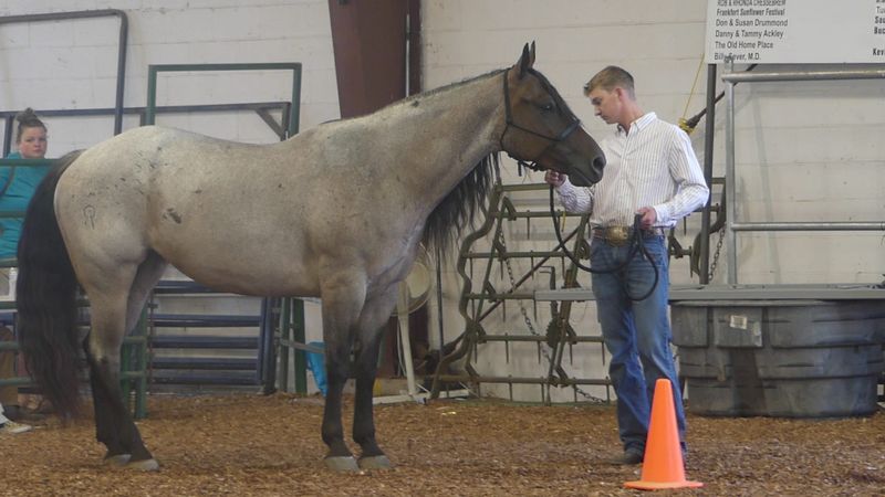 Take a look at the 2025 Ross County Fair schedule