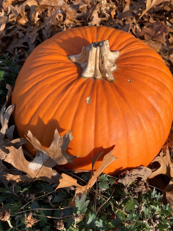Don't get rid of that pumpkin: How to roast pumpkin seeds