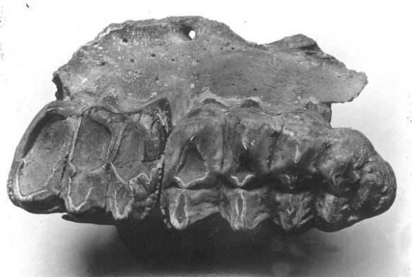 The Mammut americanum is the state's fossil. What to know in Michigan