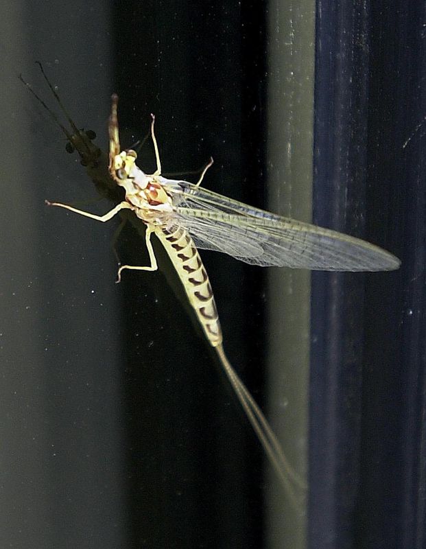 When is mayfly season in Michigan? Annual swarms await warm water