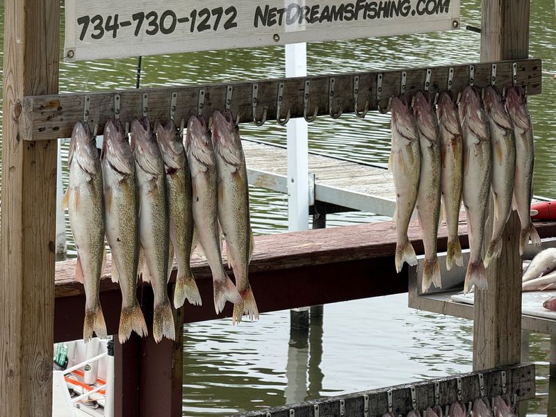 What fish in Monroe County are safe to eat? Find out here