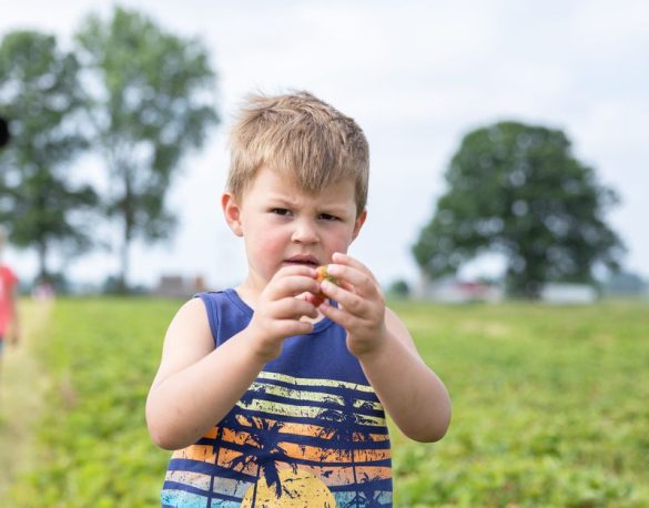 It's time for u-pick strawberry season in Holland. Here's where to go
