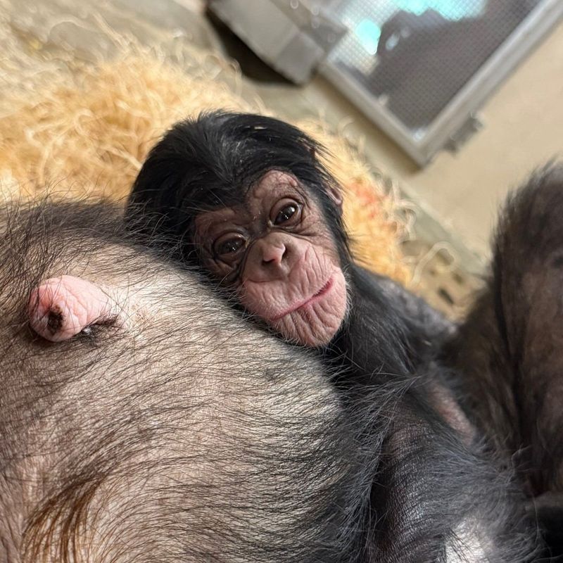 Detroit Zoo’s baby chimp gets her name — and it’s a perfect match to mom