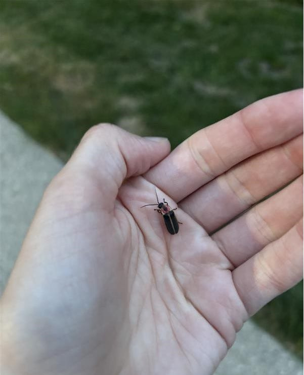 Fireflies are hard to miss in Michigan. What to know as they light up ...