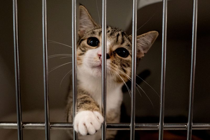 Metro Detroit animal shelter dropping adoption fees for cats Saturday