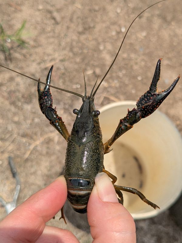 DNR staff found a red swamp crayfish in a fish rearing pond. Why that's ...