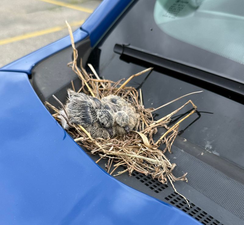 Mourning dove hatches chicks on State Police cruiser. Where the birds ...