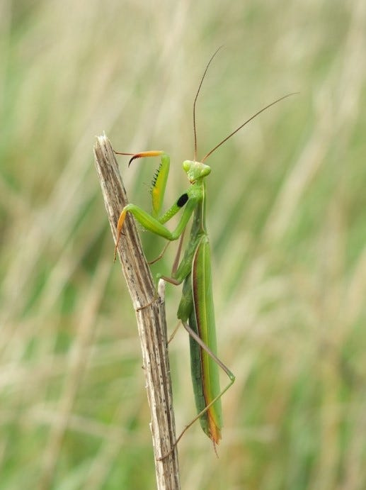 Praying mantises are looking for love. Why the insects are more ...