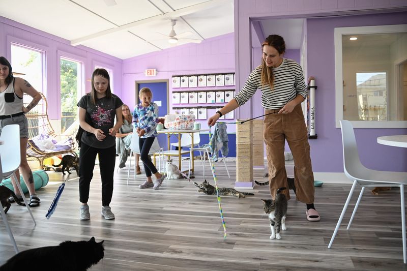 Constellation Cat Cafe opens doors of new location in Lansing's Old ...
