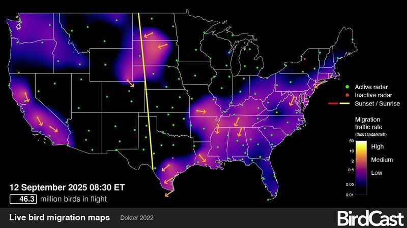 Millions of birds are taking flight over Michigan. How to track the ...