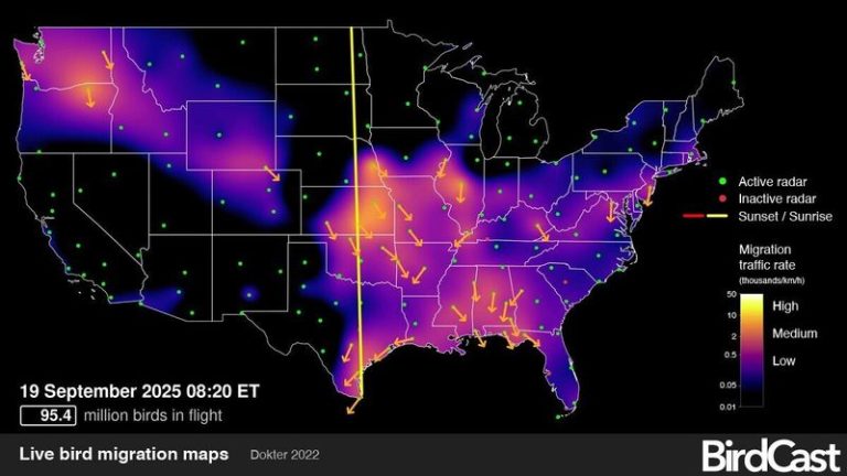 Michigan's bird migration is reaching its fall peak. How to track the ...
