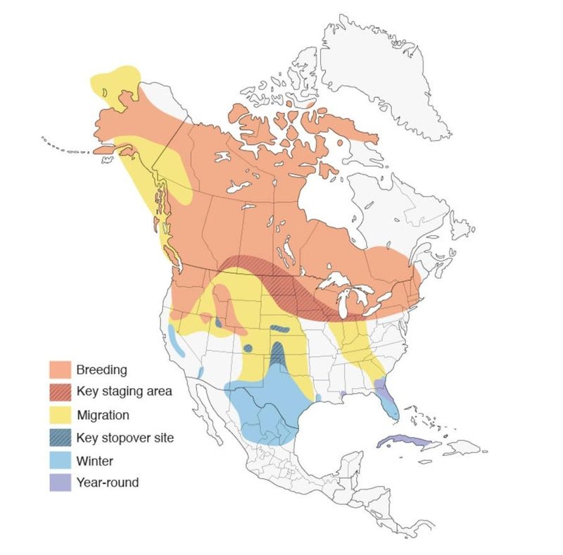 Michigan's largest birds are heading south. What to know about sandhill ...