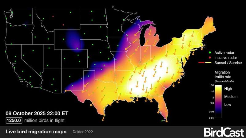 Record-breaking 1 billion birds spotted flying over US. How to track ...