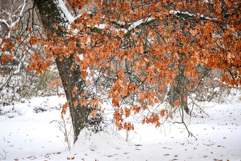Blizzard buries Michigan in snow. When will it finally end?