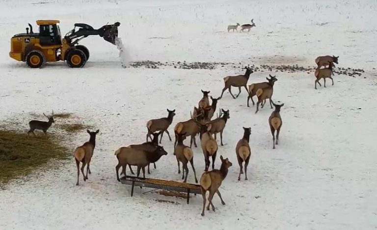 Viewing Gaylord's elk herd just got a lot easier with new webcam