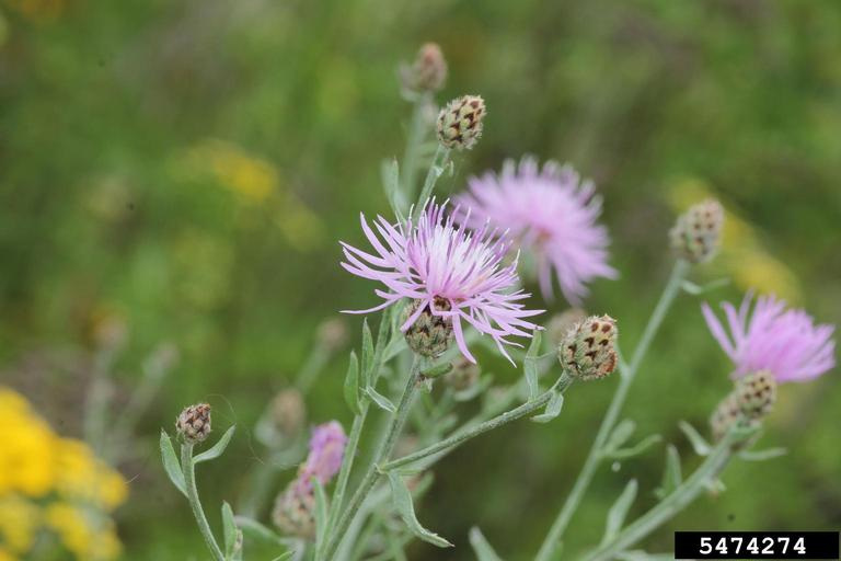 Michigan proposes bringing out-of-state bugs in to fight invasive weed