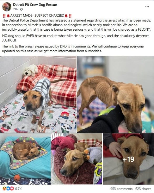 Detroit police rescue neglected dog. Man faces felony torture charge