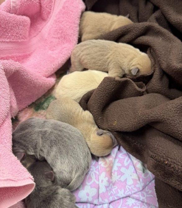 Officials trying to help after 36 dogs found in minivan