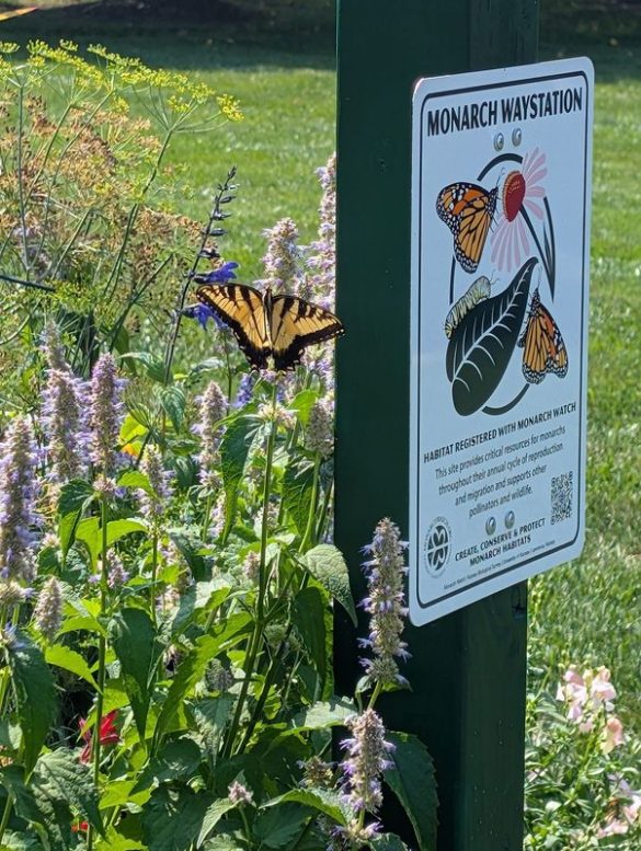 Here's how you can help save monarch butterflies at Bedford library