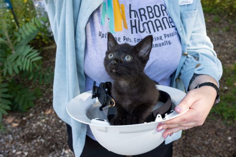 There are enormous upgrades coming to Harbor Humane Society