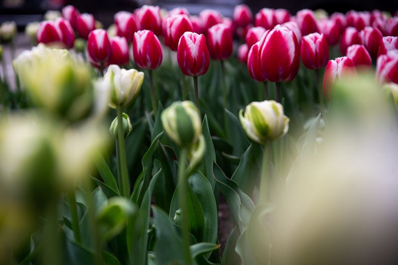 Organizers say coming days are critical for tulip blooms in Holland