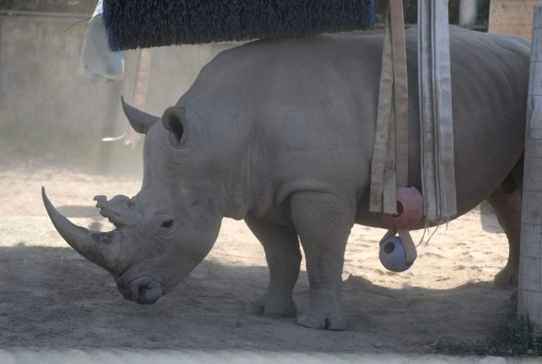 Zoobilation fundraiser returns to Seneca Park Zoo