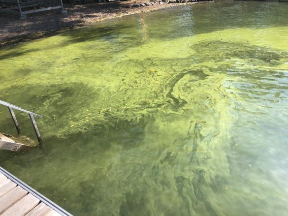 Is it safe to swim? What the Conesus Lake algae advisory means for ...