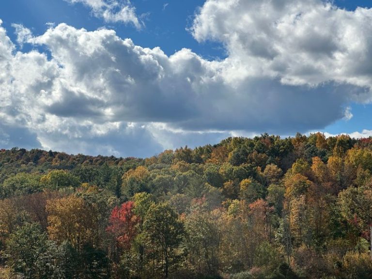 Southern Tier leaves are beginning to change color, according to fall ...