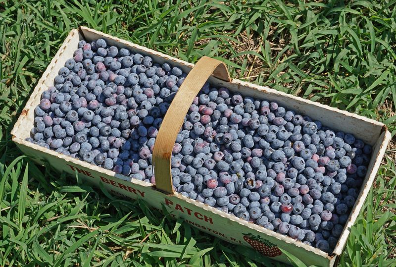 How to grow blueberries