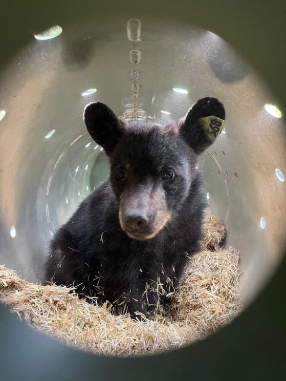 NY black bear cubs separated from mother were rescued, cared for and ...