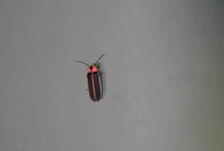 Are there more fireflies than normal this year in upstate NY? What we know