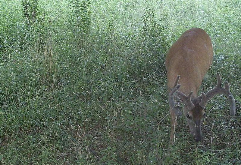 How to capture a buck on a trail camera: This setup will bring in deer