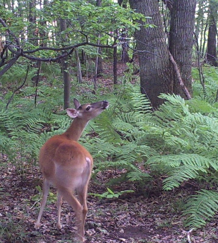 Younger doe produce less meat, but does it make more sense to harvest ...