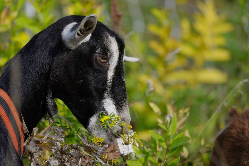 Goats take over cemetery cleanup at White Haven Memorial Park in Perinton