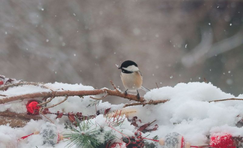Christmas Bird Counts are happening through Jan. 5. Birding highlights