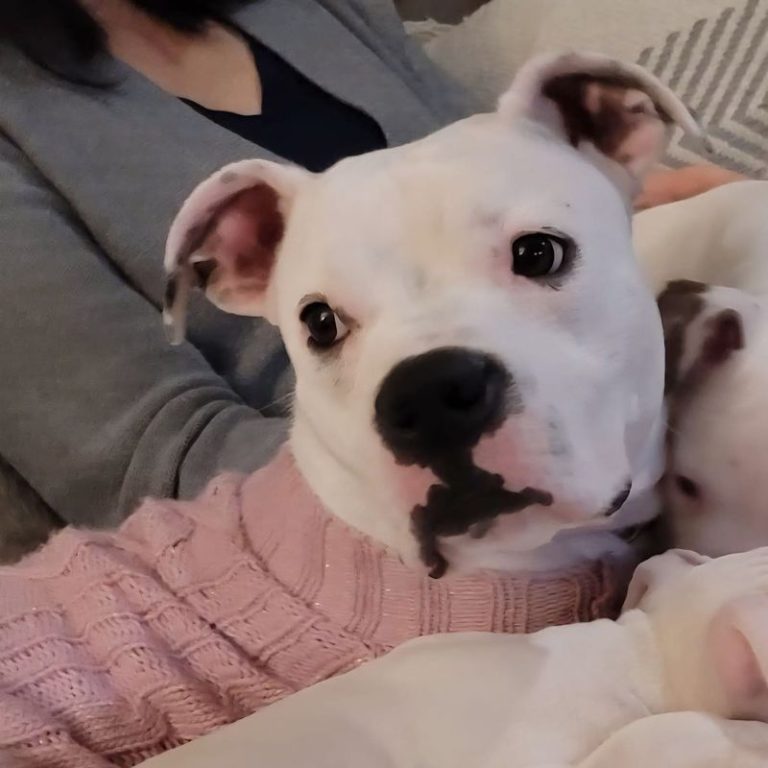 Crash leaves upstate NY couple in ICU, one dog dead, another missing