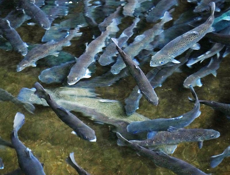 When does trout season open in NY? Date, rules and what anglers need to ...