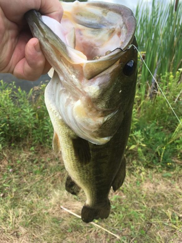 Follow these tips when bass fishing from the shore | Column