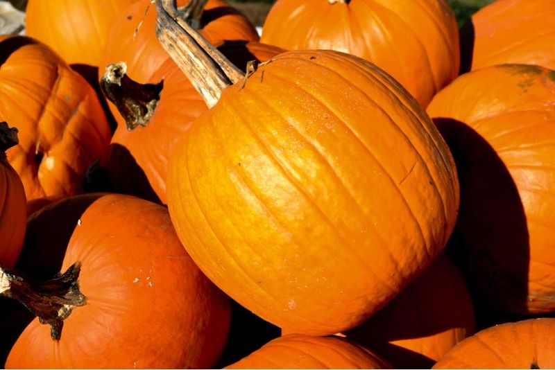 Pick a perfect pumpkin: Find the perfect seasonal beauty at one of ...