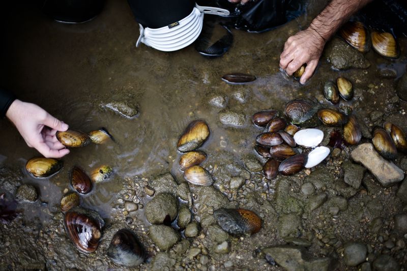 Why are mussels dying in the Darby watershed? Activists want answers