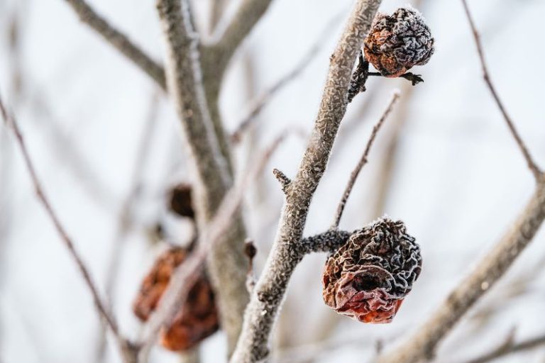 Polar vortex stirring up. When should Ohio expect its first frost? Here ...