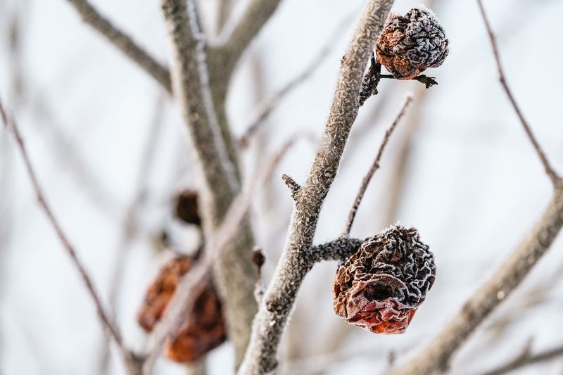 Polar vortex stirring up. When should Ohio expect its first frost? Here ...