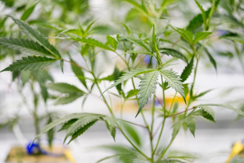 Marijuana advocates move to block new Ohio law from going into effect