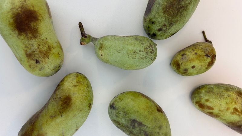 Ready for pawpaw fruit season? What to know about Ohio's native tree ...