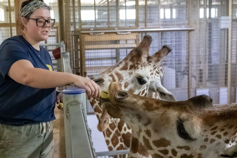 African Safari Wildlife Park nominated as nation’s best